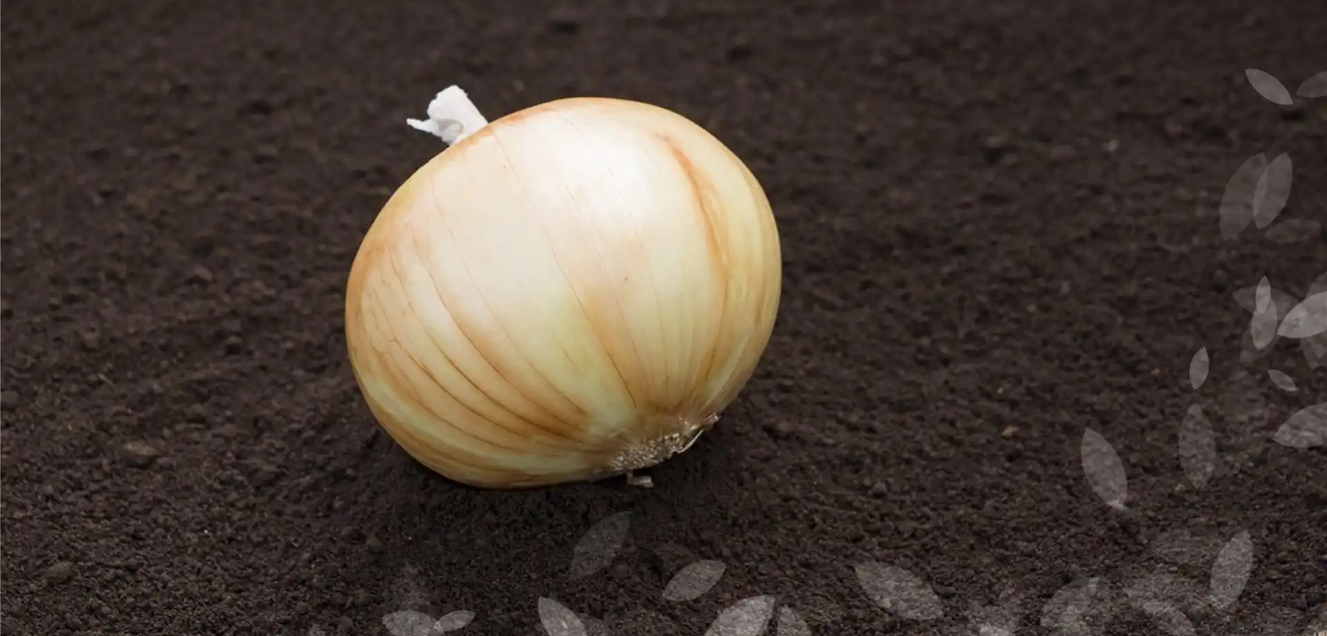 Cebolla Wayne F1 - Agrifol - Siembra, cuida y cosecha